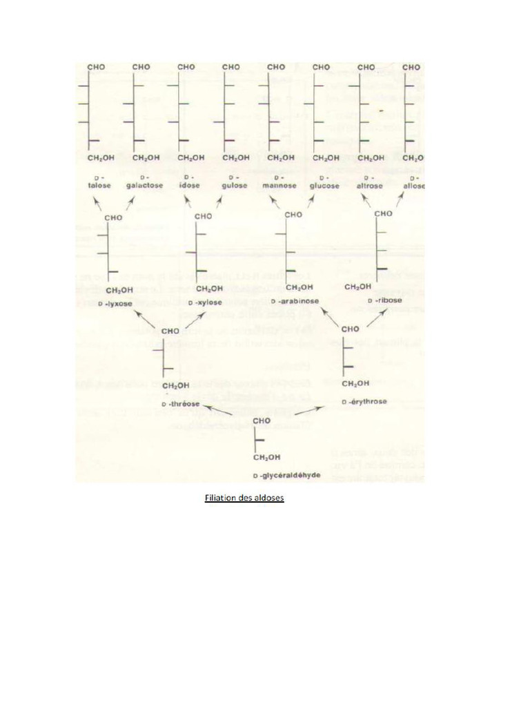 All Structure - Glucide | PDF