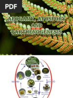Nephrolepis Morphology and Life Cycle | PDF | Leaf | Tissue (Biology)