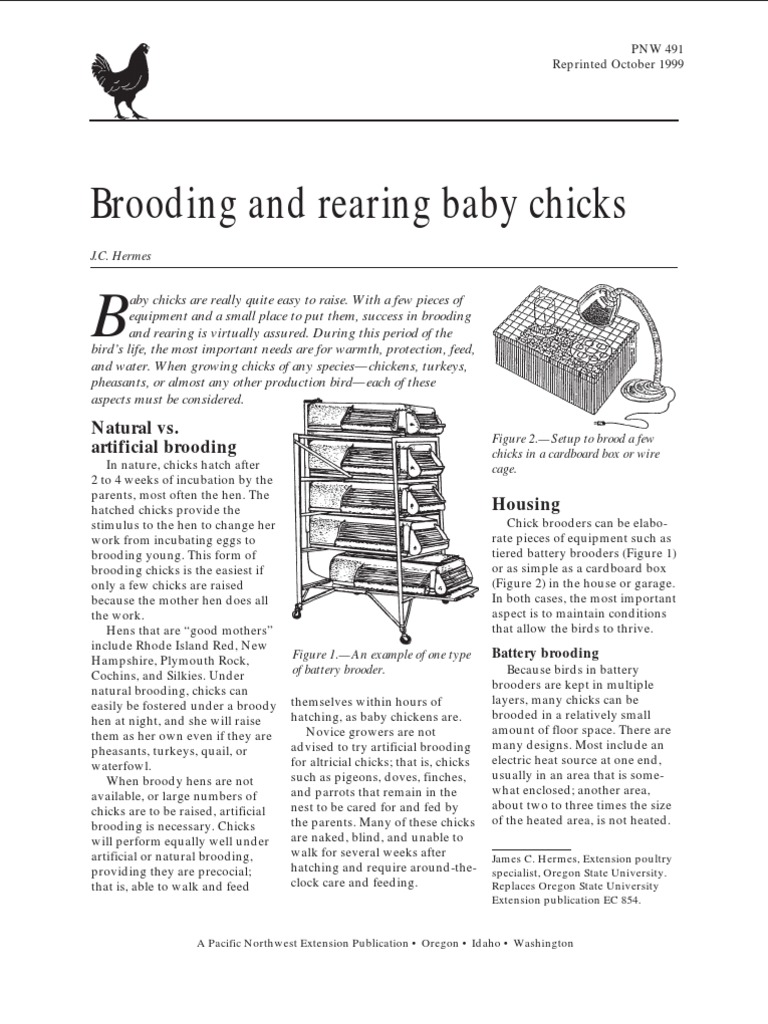 Brooding and Rearing Baby Chicks | PDF | Chicken | Birds