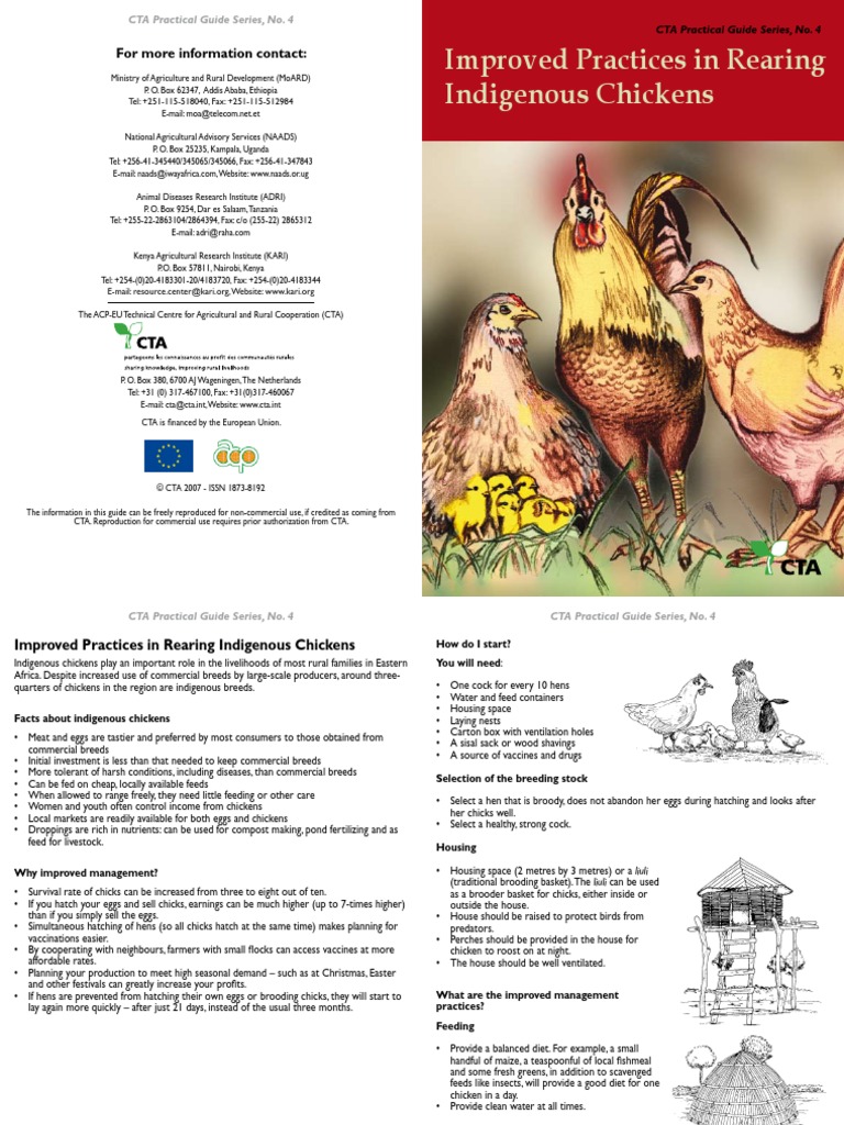 Improved Practices in Rearing Local Chicken | Chicken | Egg