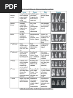 Características dos Dentes Decíduos: Estrutura e Raízes | PDF | Dente ...