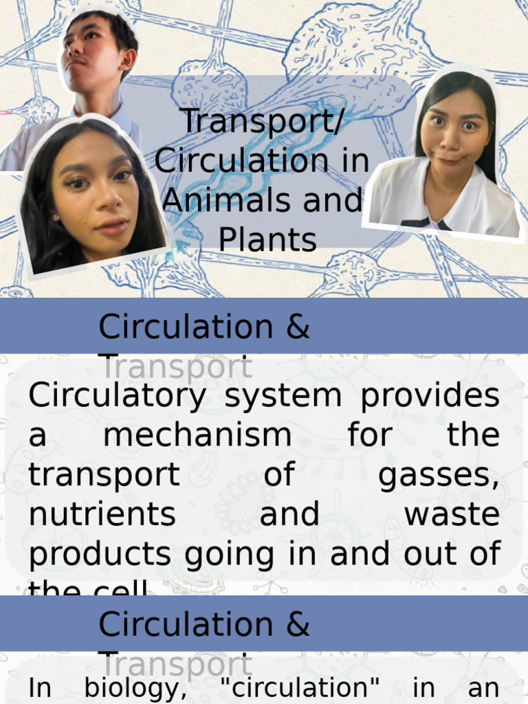 Transport Circulation | PDF | Circulatory System | Blood Vessel