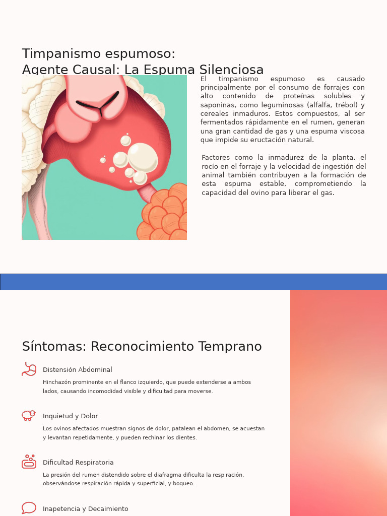 Timpanismo Espumoso en Ovinos | PDF | Pasto | Oveja