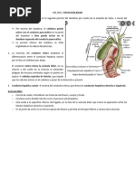 Anatomía del triángulo de Calot y Buddé | PDF | Vesícula biliar | Hígado