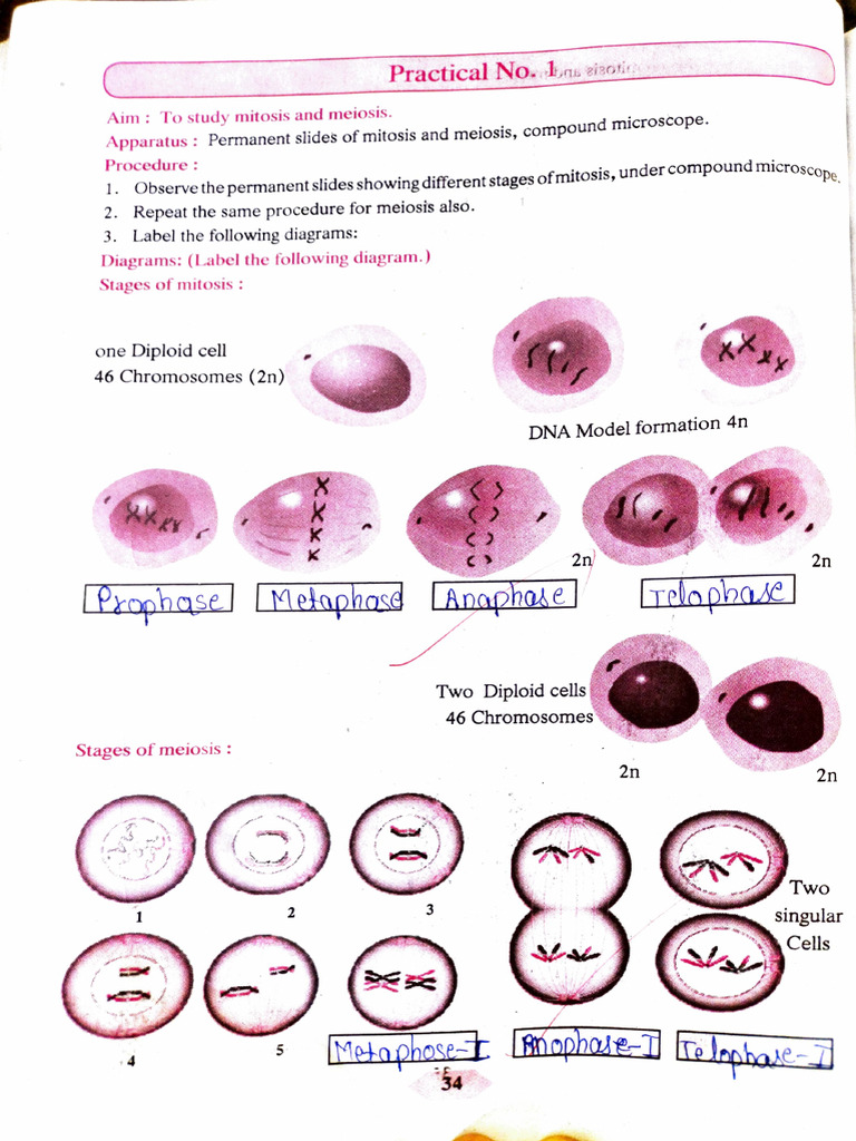 Science Practical Part 2 | PDF | Mitosis | Meiosis
