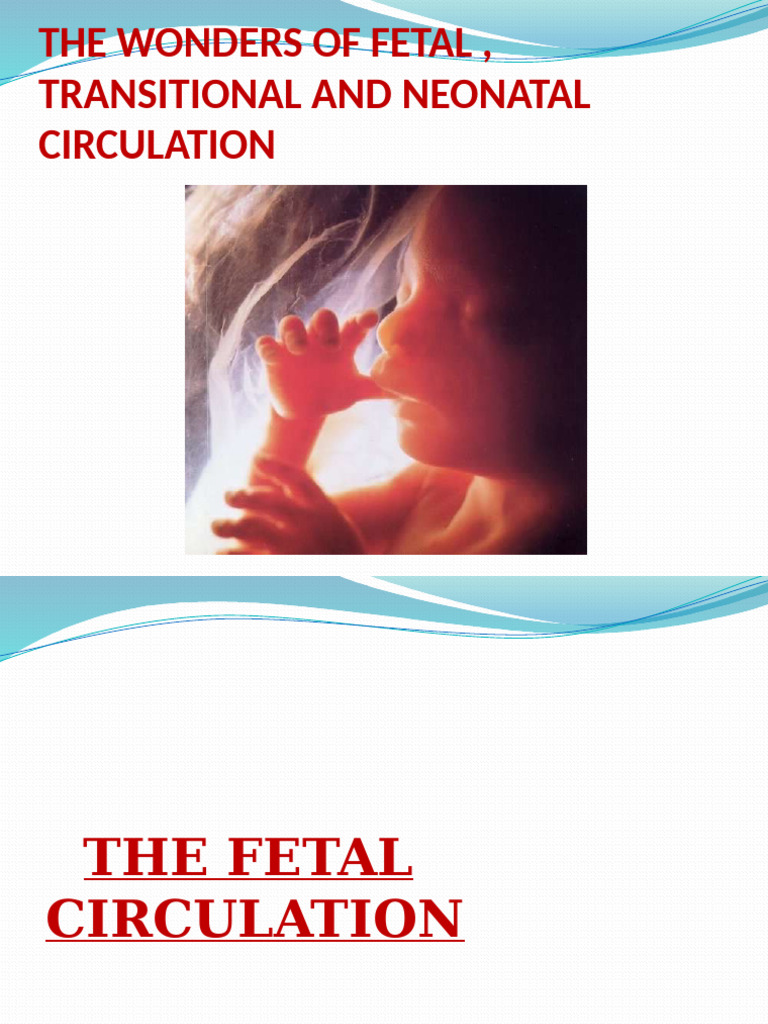 Fetal Circulation-1 | PDF | Fetus | Circulatory System