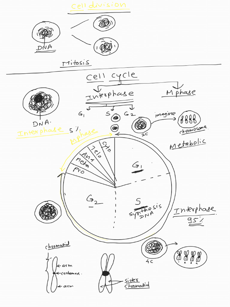 Cell Division - 250618 - 191237 | PDF