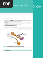 Epidídimo Anatomía e Histología Kenhub | PDF | Testículo | Anatomía