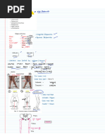 MSK X-ray Interpretation Guide for OSCE | PDF | Bone | Anatomical Terms ...