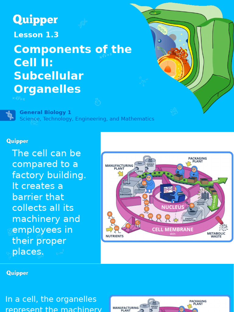 Lesson-3-Subcellular-Organelles | PDF | Endoplasmic Reticulum | Cell ...