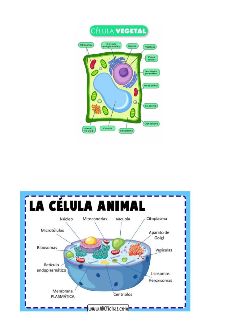 Celula Animal y Vegetal | PDF