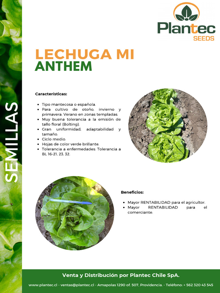 Lechuga Anth | PDF