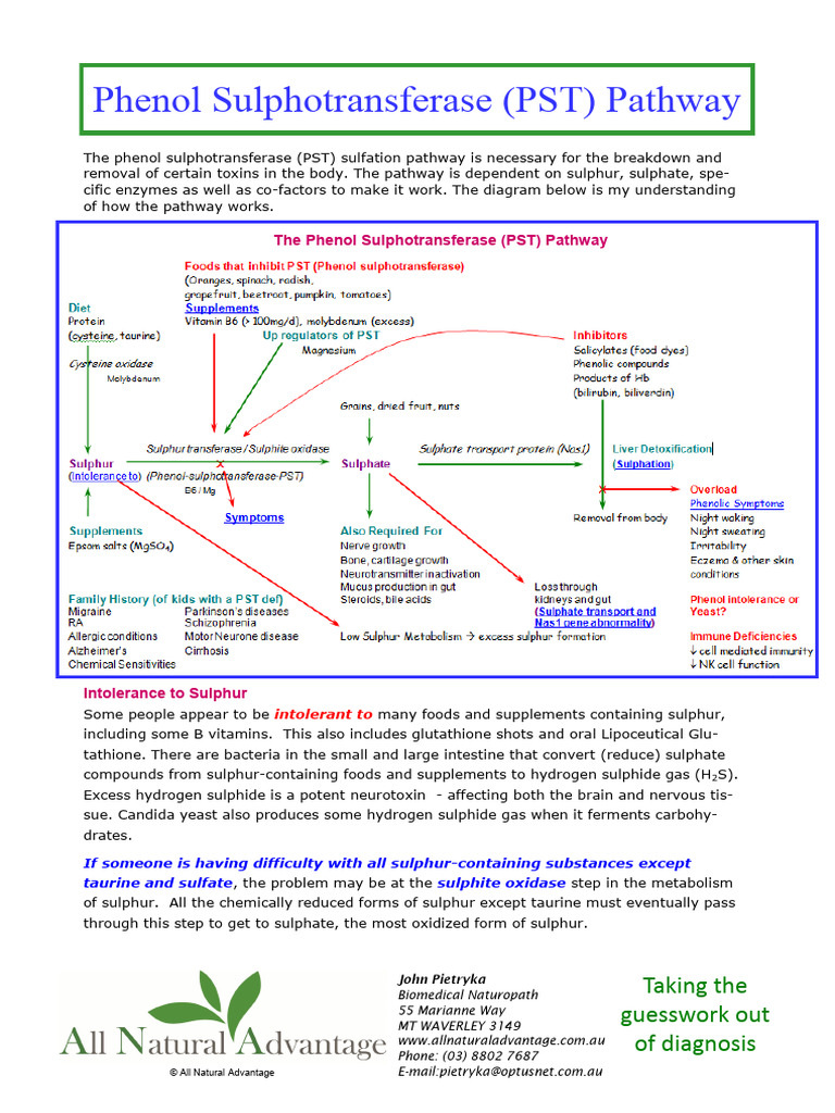 Phenol Sulphotransferase (PST) Pathway | PDF | Pancreas | Sulfur