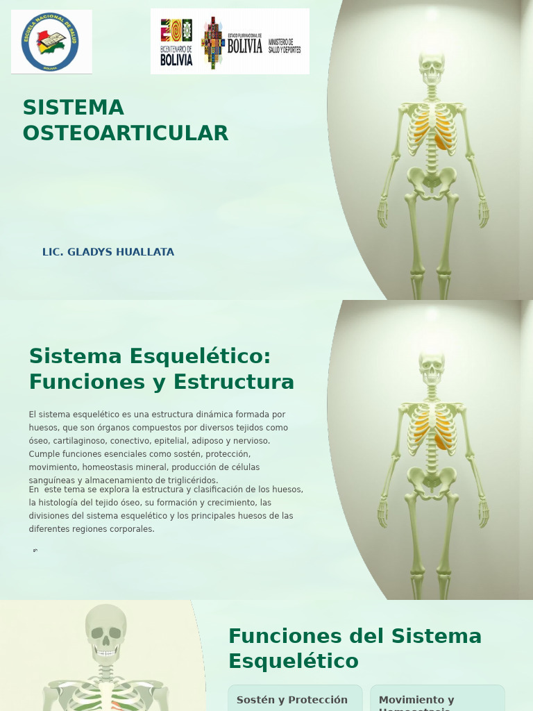 Sistema Oseo | PDF | Hueso | Sistema esquelético