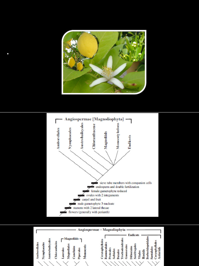 Angiospermas Magnoliopsidas Monocotiledoneas | PDF | Flores | Botánica