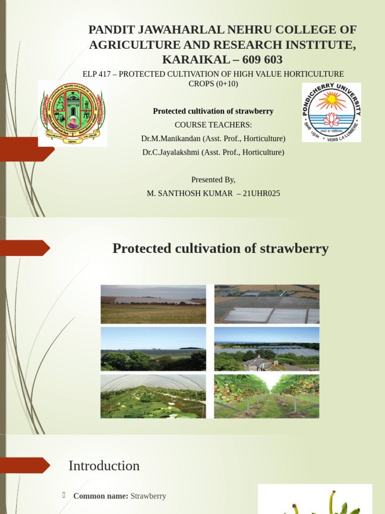 Strawberry Cultivation Under Protected Structure | PDF | Strawberry ...