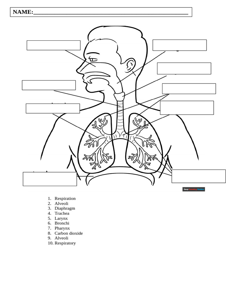 Respiratory System Key Terms Quiz | PDF