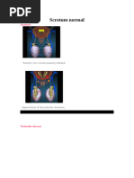 Lec 8-Normal Scrotal Ultrasound | PDF | Testicle | Anatomy