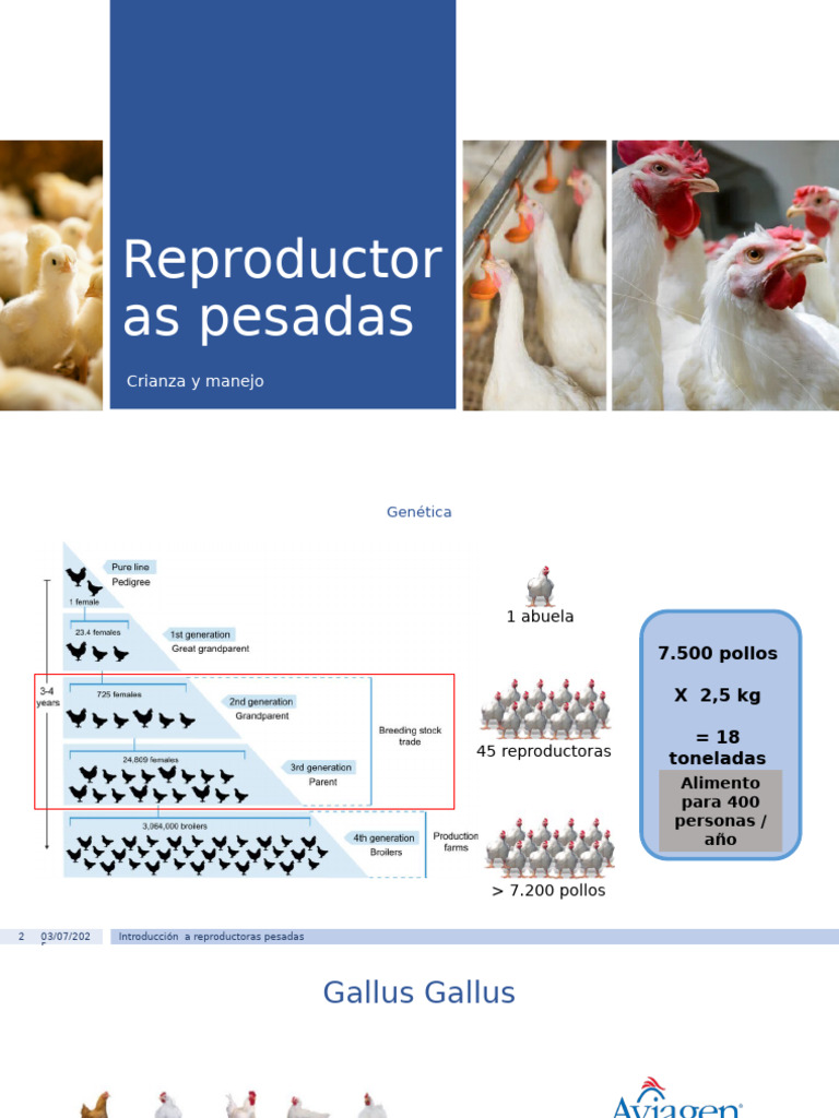 Repropductoras Pesadas | PDF | Pollo | Aves