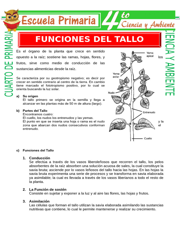 Funciones y Partes del Tallo en Plantas | PDF | Tallo de la planta | Raíz