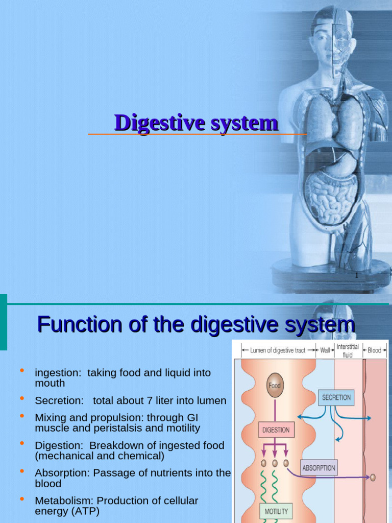 Digestive System: Parts & Functions | PDF | Stomach | Esophagus