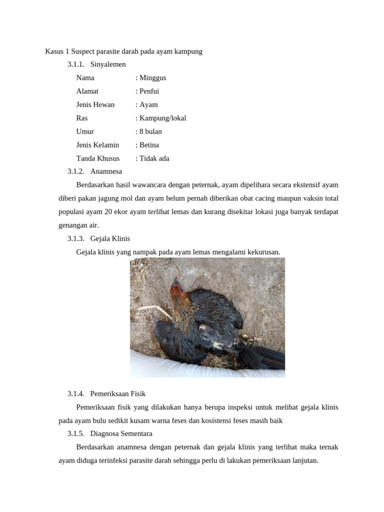 Infeksi Parasit Darah pada Ayam Kampung | PDF