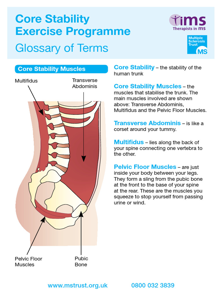Core Stability Exercise Programme-3 | PDF | Pelvis | Hip
