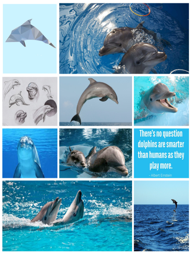 Dolphin Mood Board | PDF