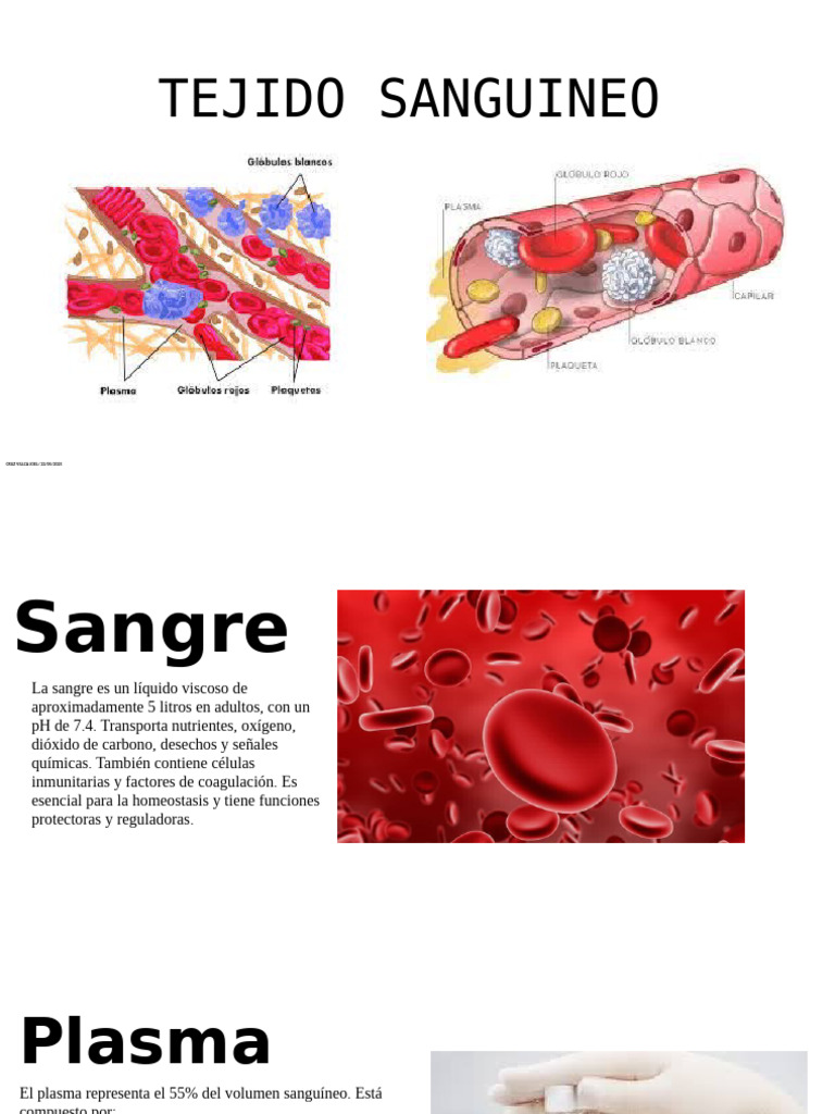 Tejido Sanguineo Joel | PDF | Sangre | Leucocito