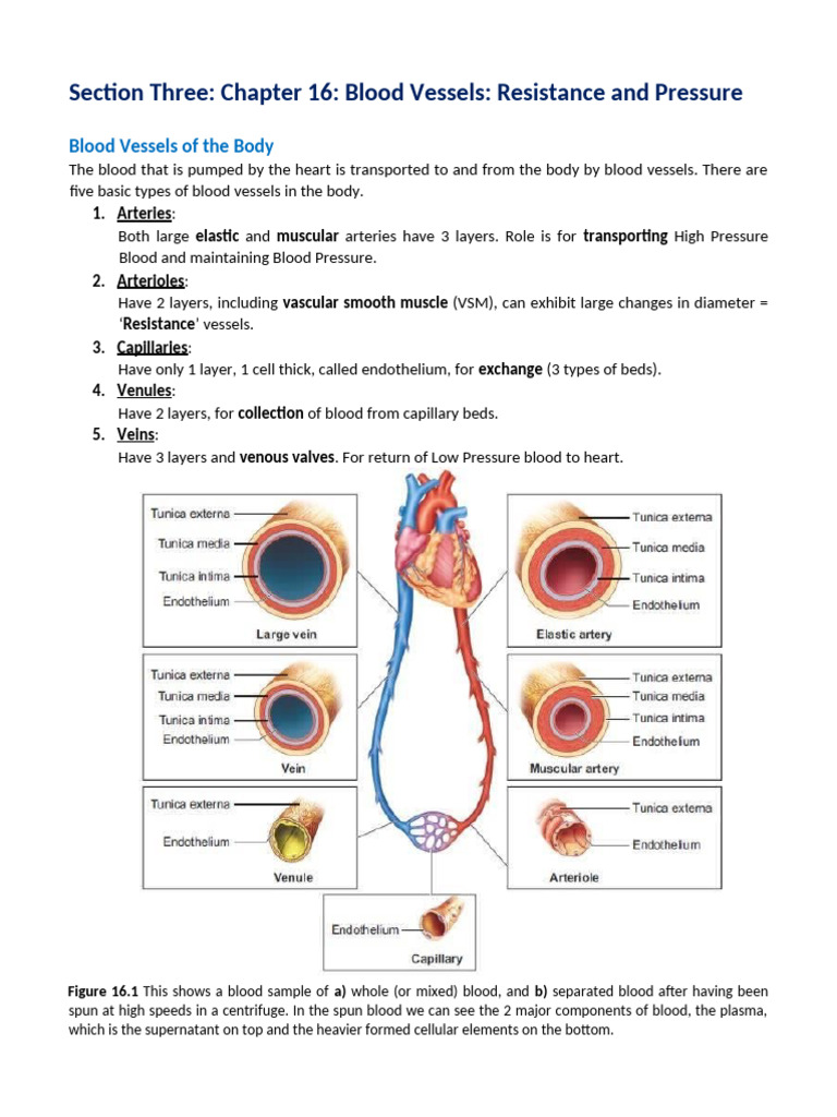 Types and Functions of Blood Vessels | PDF | Capillary | Artery