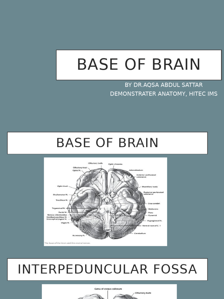 Base of Brain | PDF