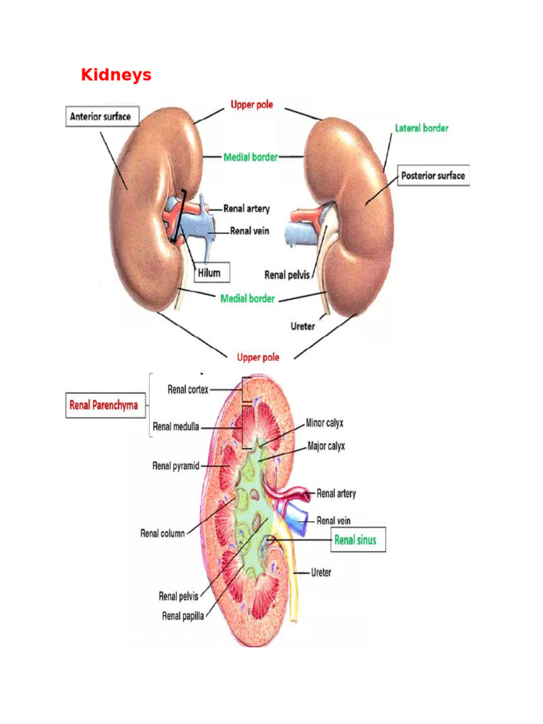 Brodel's Line in Kidney Anatomy | PDF | Kidney | Animal Anatomy