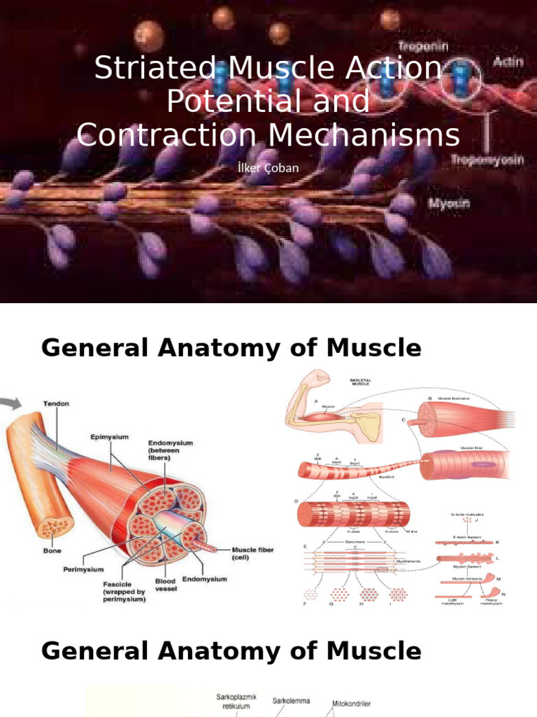 Striated Muscle Action Potential and Contraction Mechanisms | PDF ...