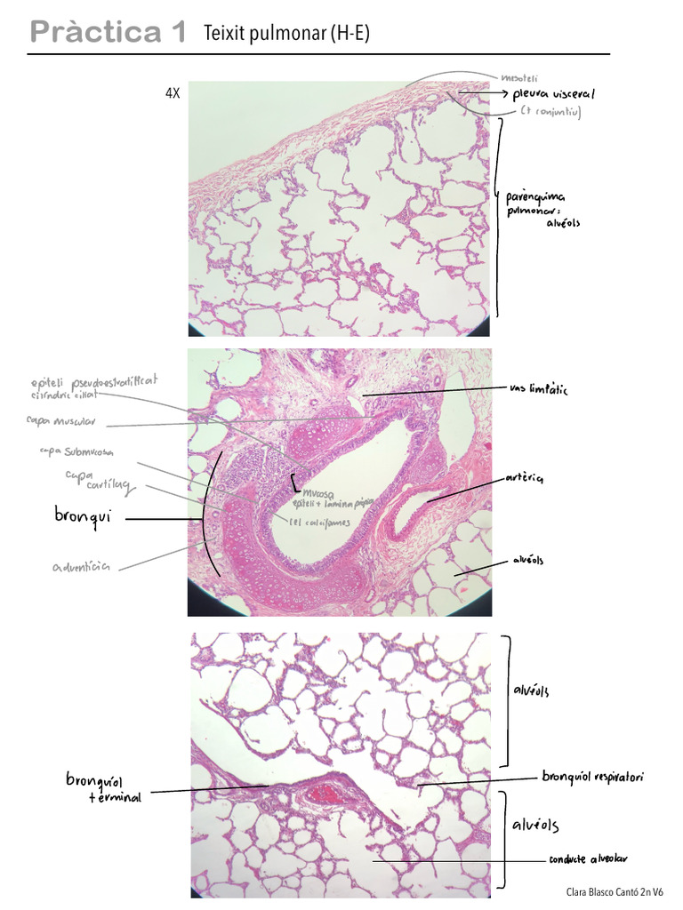 Blasco Canto Clara Pratica1 VL6 n5 | PDF