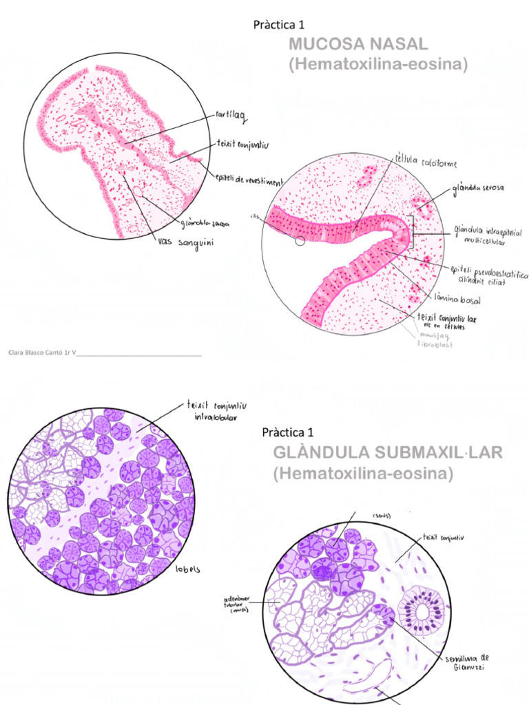 Dibuixos P 2 | PDF