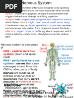 Nervous System Diagram | PDF