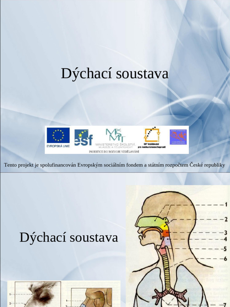Dychaci Soustava | PDF