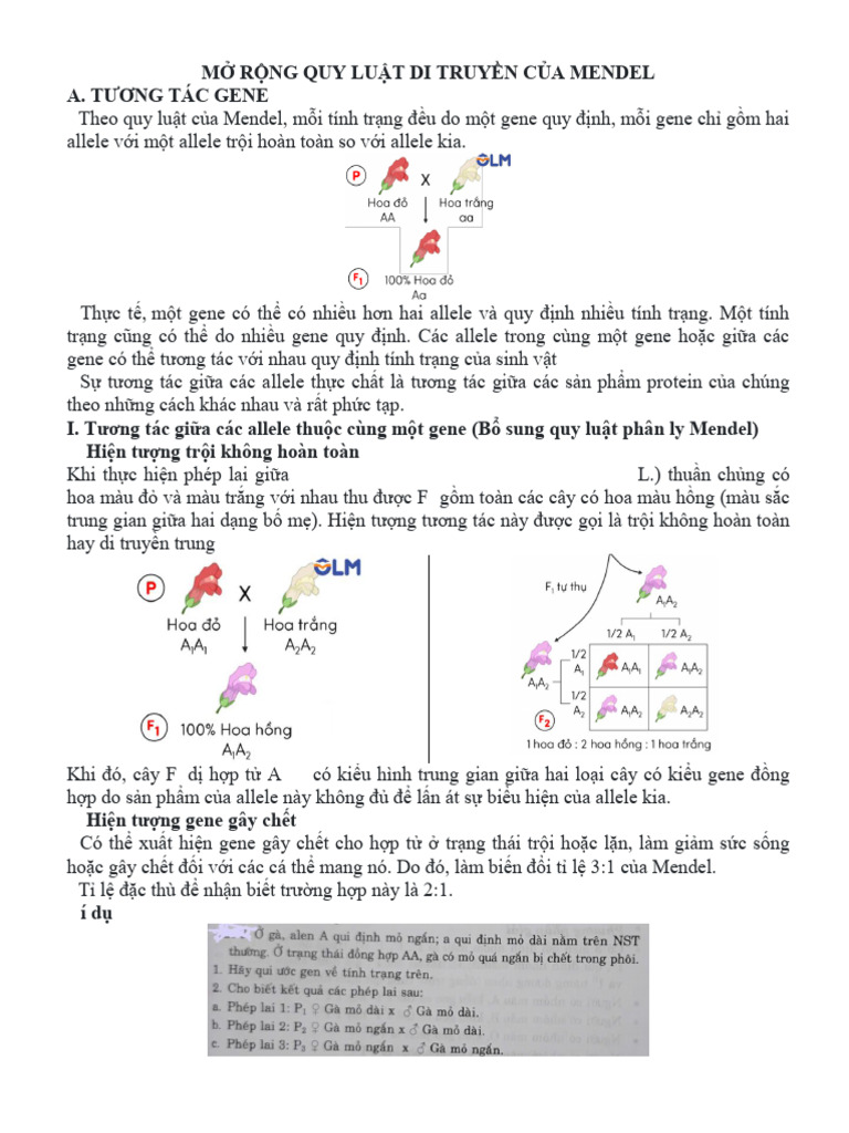 M R NG QLDT C A Mendel | PDF