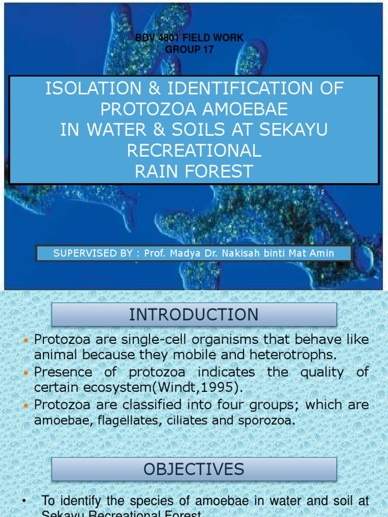 Identification of Protozoa | Protozoa | Soil