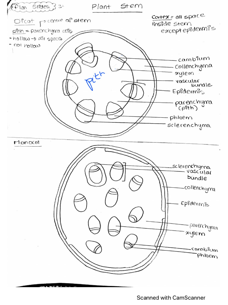 Plant Slides | PDF