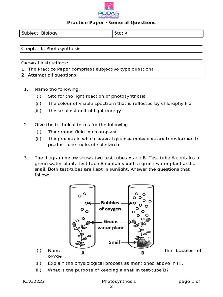 IC X Bio CH 6 Photosynthesis General Qs | PDF