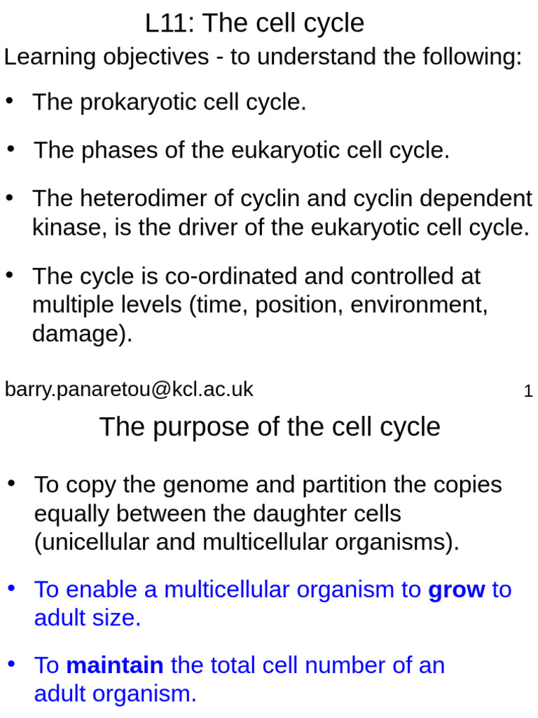 4BBY1030 Cell Cycle 2023 | PDF | Mitosis | Cell Cycle