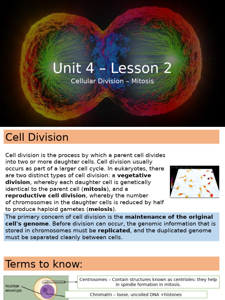Lesson 2 - Cellular Division - Mitosis | PDF | Mitosis | Chromosome