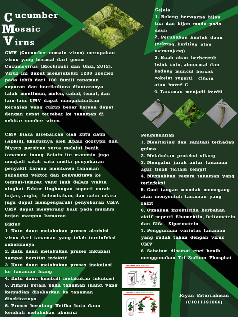 CMV (Cucumber Mosaic Virus) | PDF