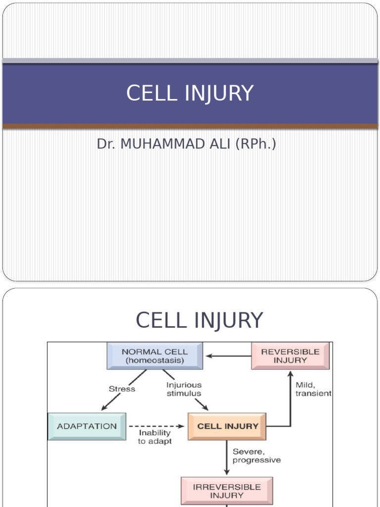 Cell Injury - Slide For Class | PDF | Oxidative Stress | Reactive ...