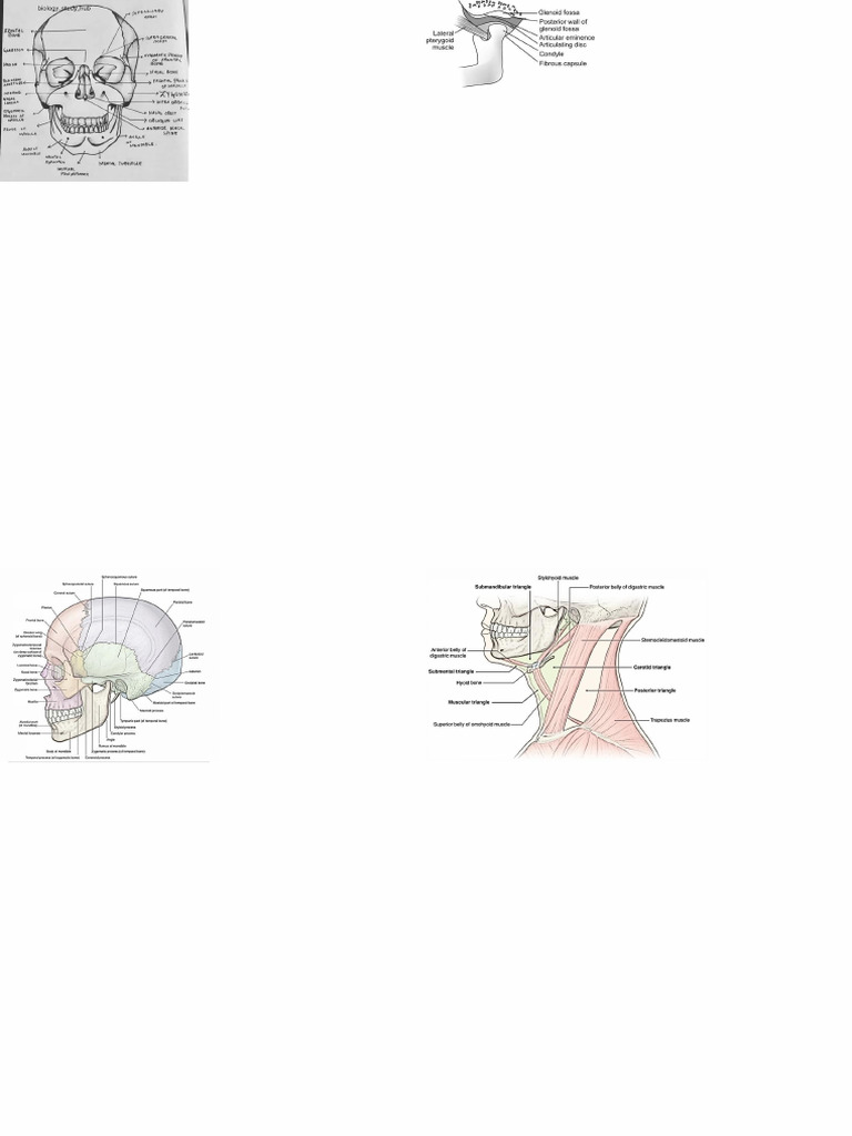 Skull and Neck Anatomy Single Page | PDF