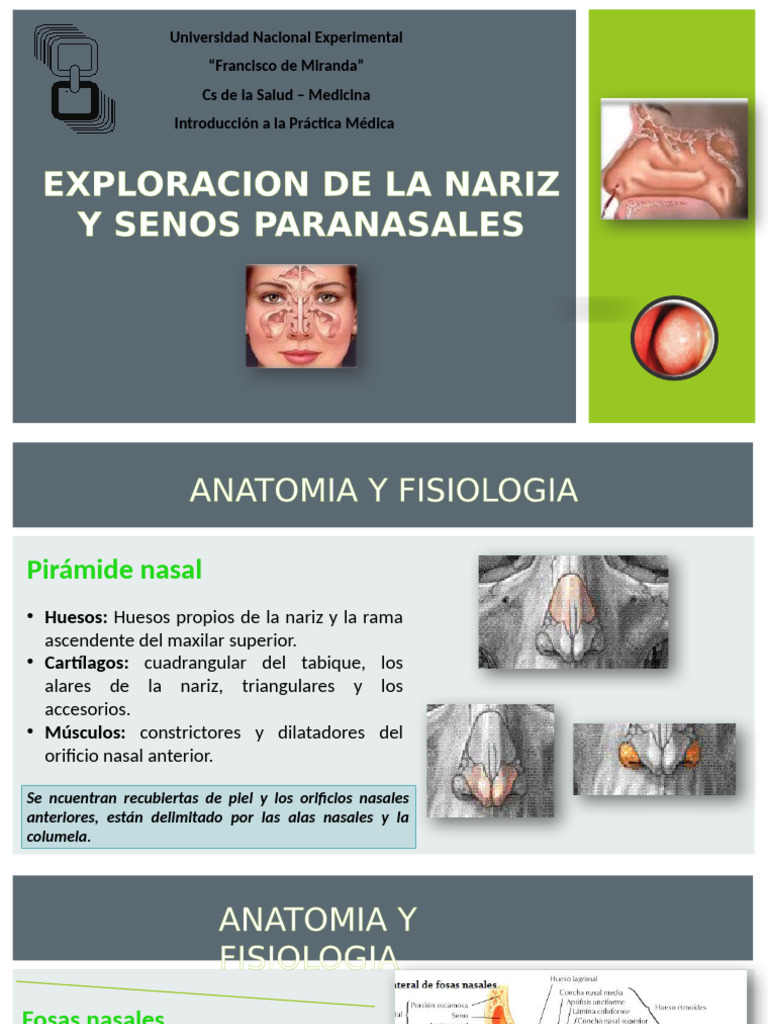 Expl. Nariz y SPN | PDF | Nariz humana | Cabeza y cuello humanos