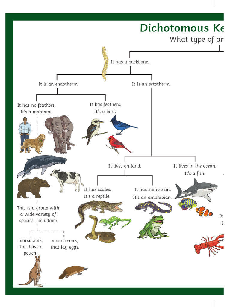 Animal Identification Key Guide | PDF | Zoology