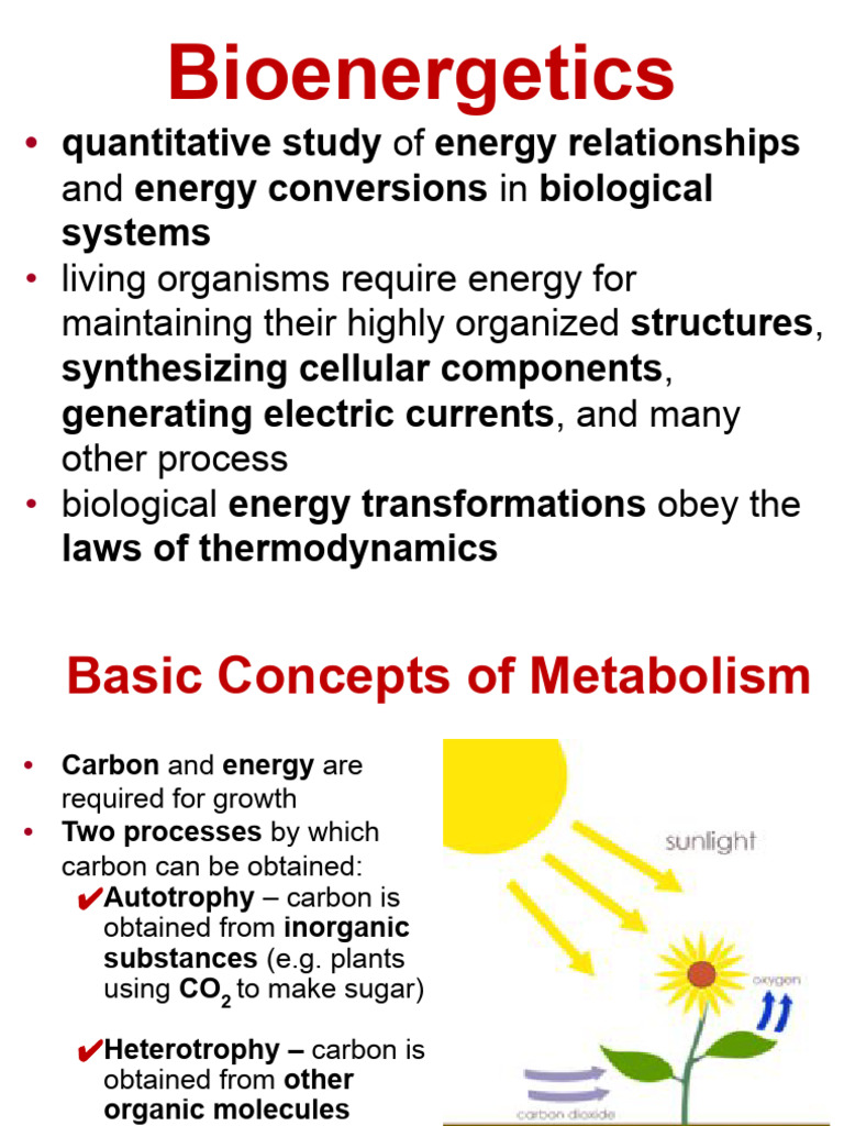 Understanding Bioenergetics and Metabolism | PDF | Metabolism ...