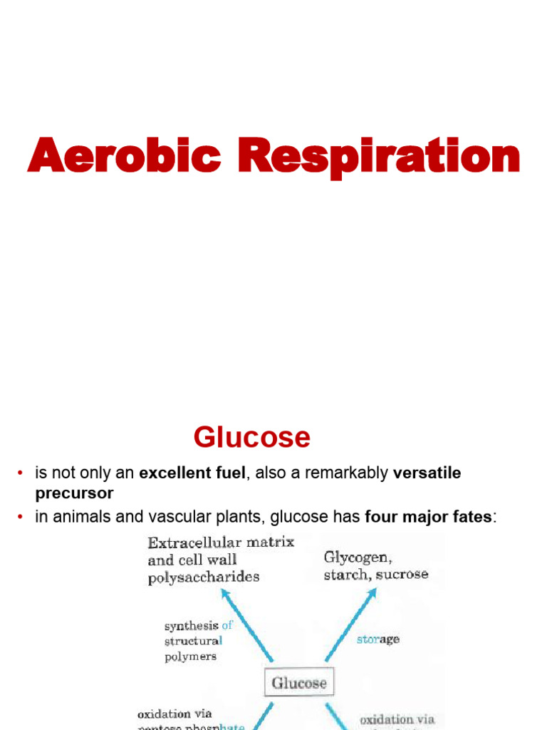 Aerobic Respiration and Glycolysis Explained | PDF | Glycolysis ...